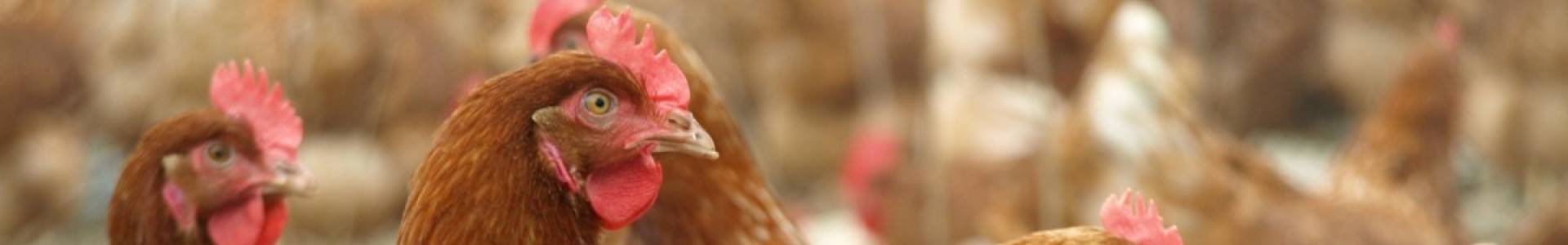 Pluimvee | BioAktiv